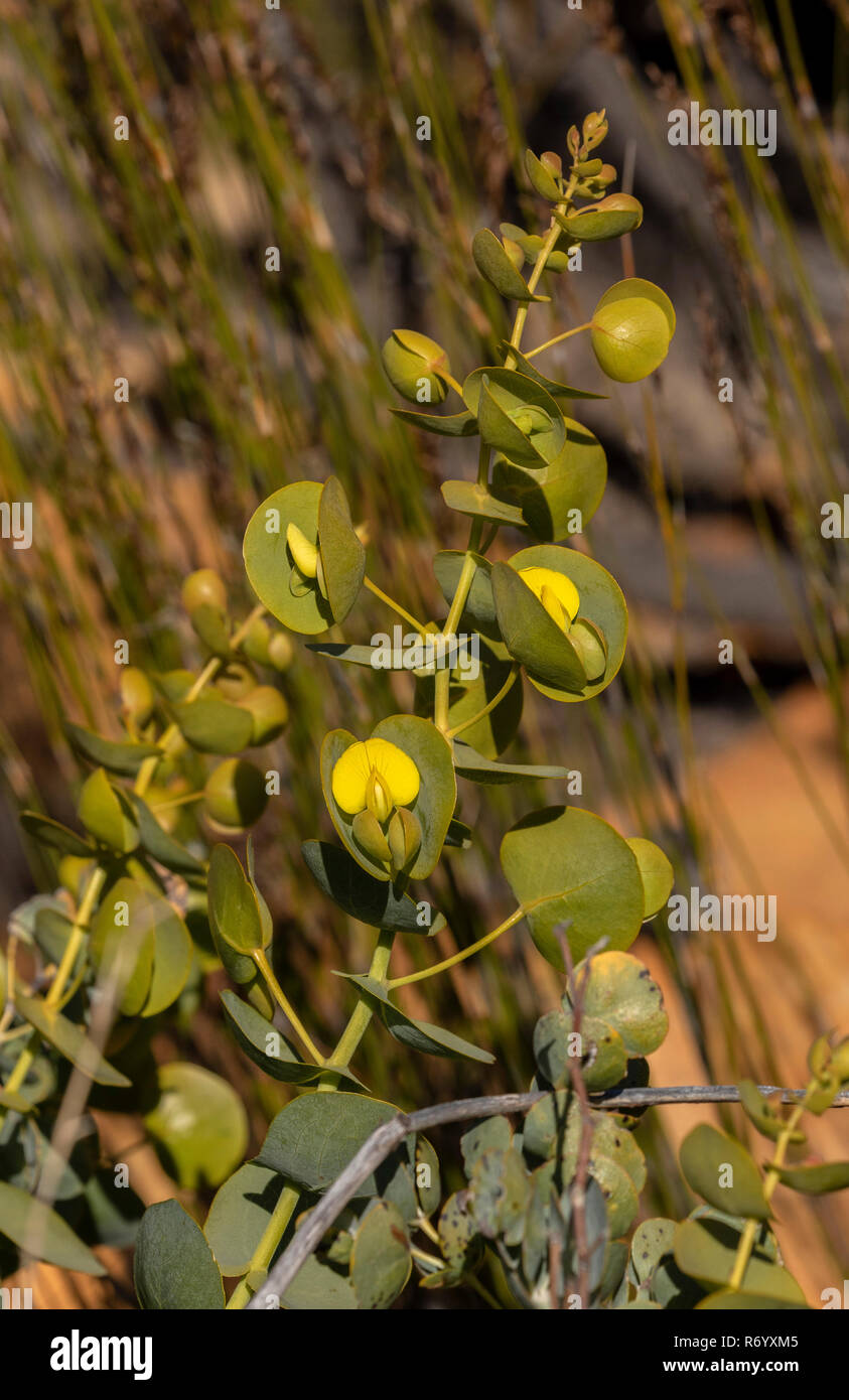 A legume shrub, Rafnia perfoliata, in flower in the Cederberg Mountains ...