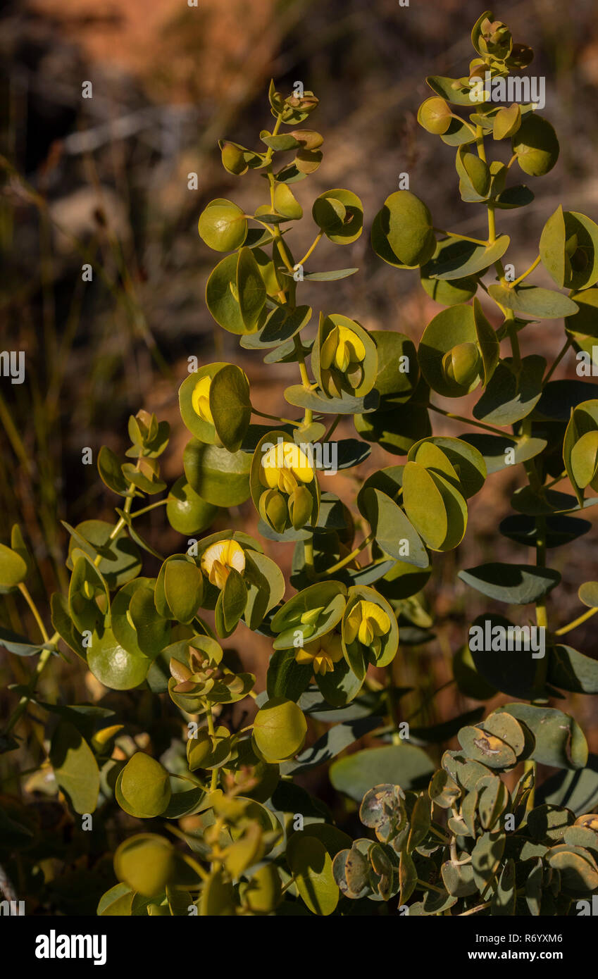 A legume shrub, Rafnia perfoliata, in flower in the Cederberg Mountains ...