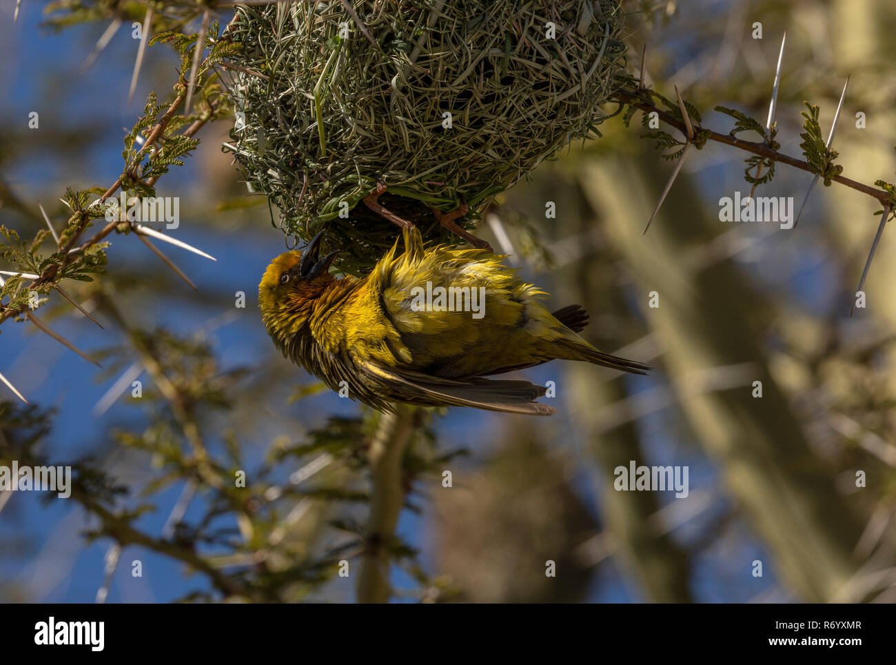 Male Cape Weaver, Ploceus capensis at its nest in a Fever Tree, Acacia ...