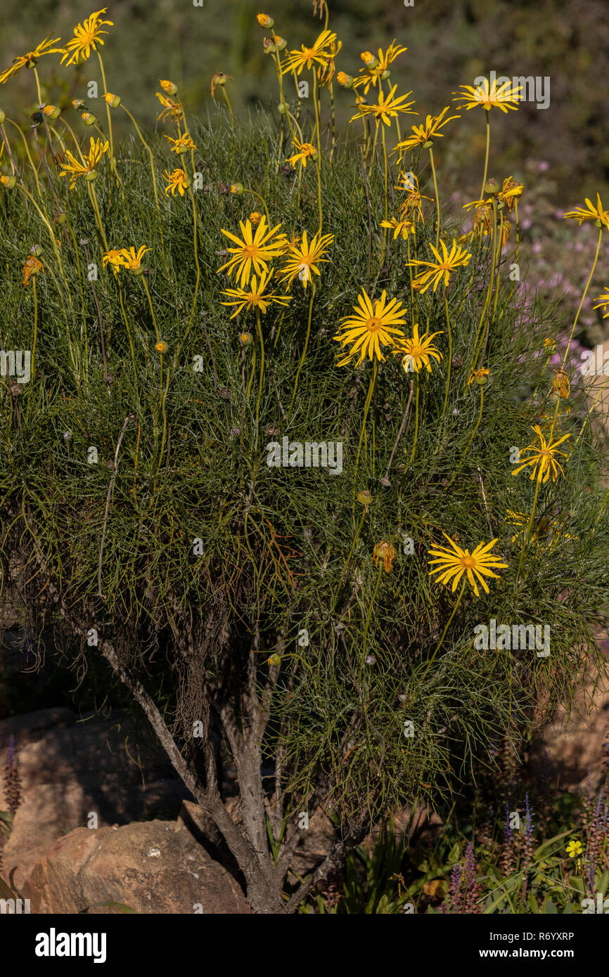 Euryops daisy hi-res stock photography and images - Alamy