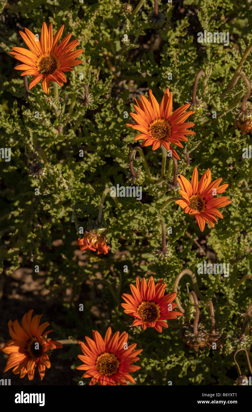 Gumbleton's daisy, Arctotis gumbletonii, in flower, Namaqualand, South ...