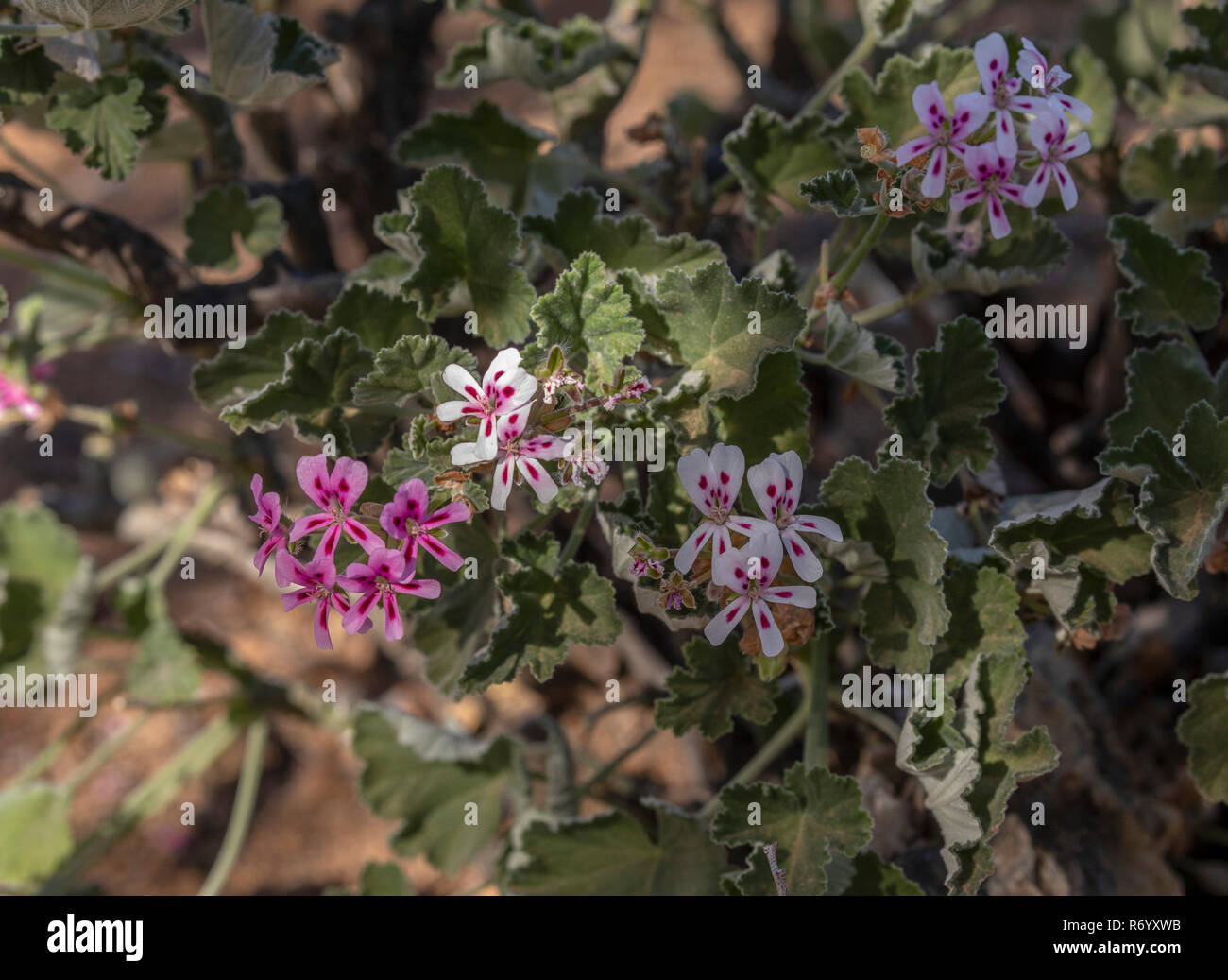 Echinatum hi-res stock photography and images - Alamy