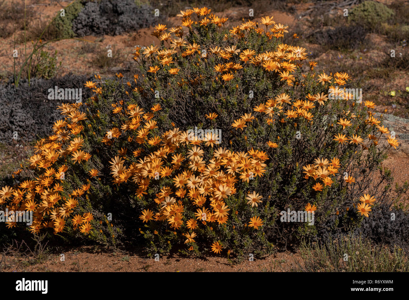 Curly leaf arctotis, Arctotis revoluta, orange form, in flower near Kamieskroon, South Africa ...