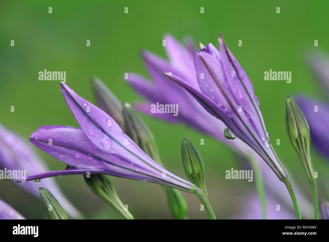 Bell blossoms hi-res stock photography and images - Alamy