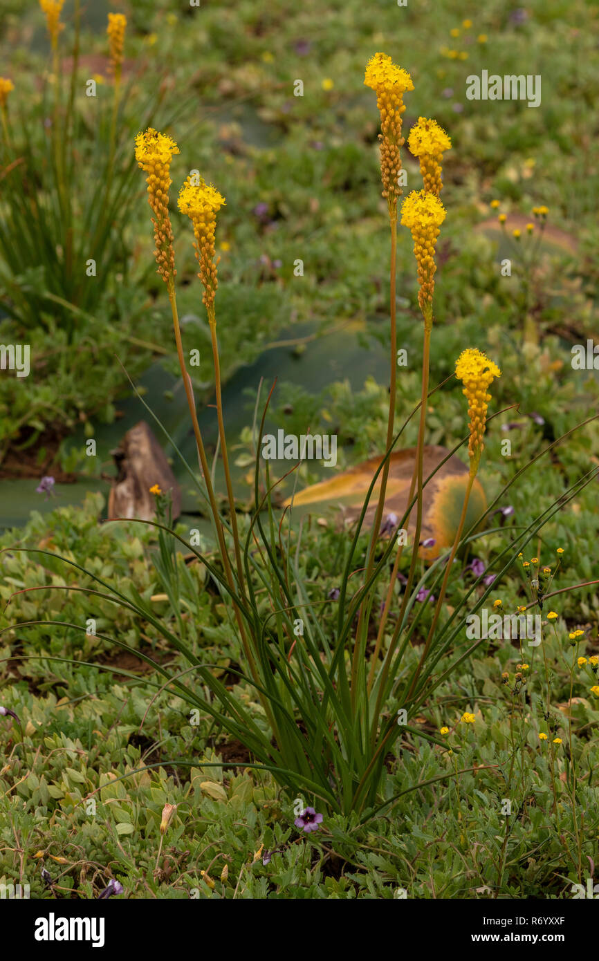 A Cat's tail, Bulbinella nutans, in flower in Nieuwoudtville town ...
