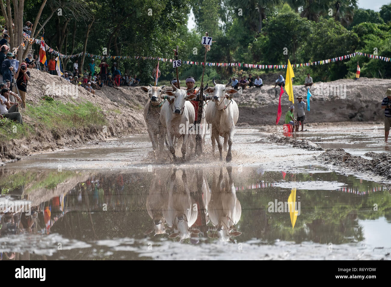 Khmer bull racing festival or cow racing festival in Chau Doc, An Giang ...
