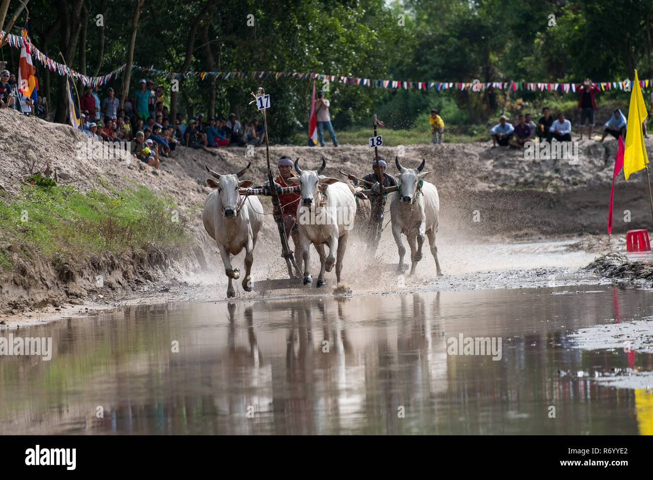 Khmer bull racing festival or cow racing festival in Chau Doc, An Giang ...