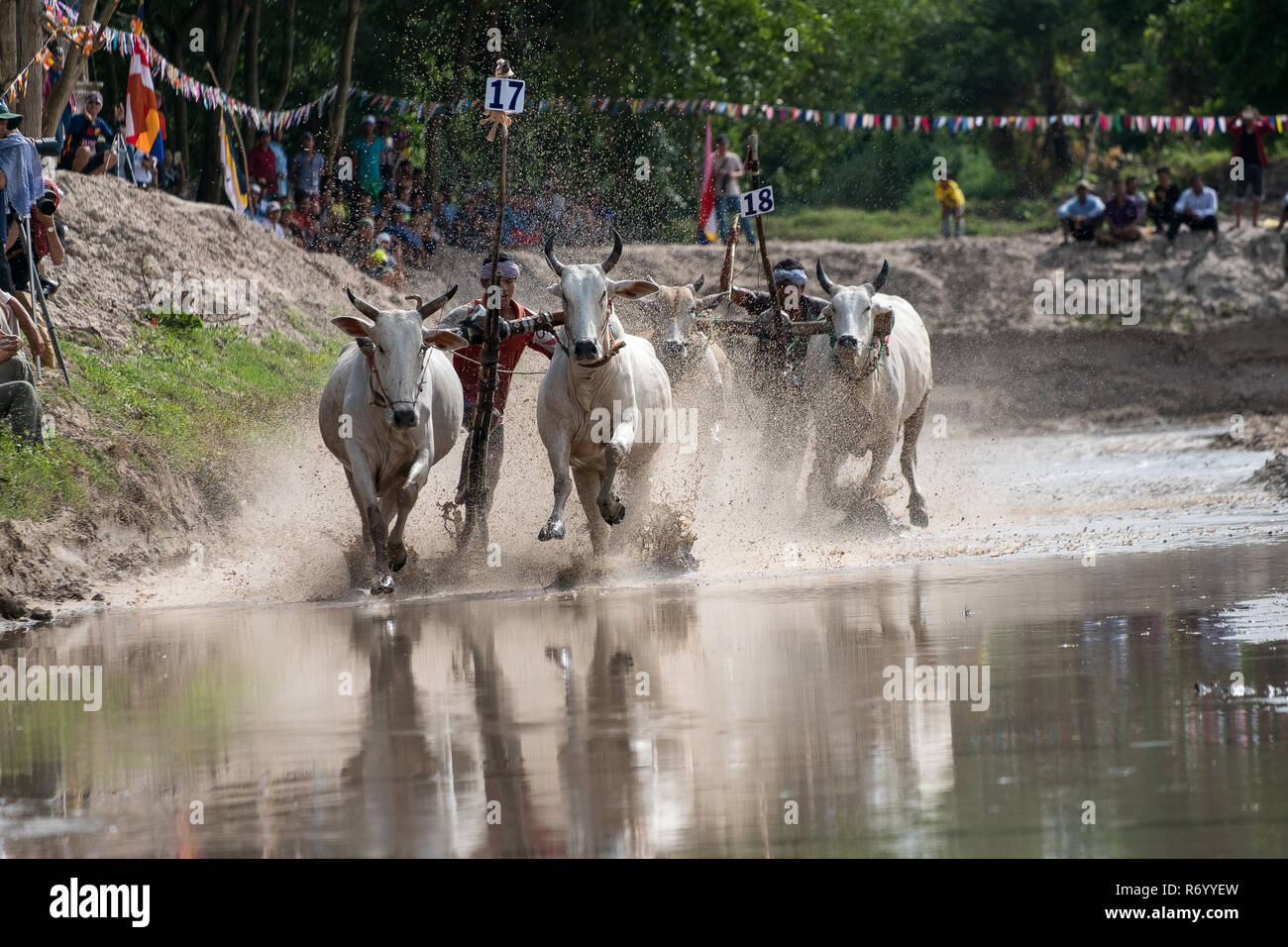 Khmer bull racing festival or cow racing festival in Chau Doc, An Giang ...