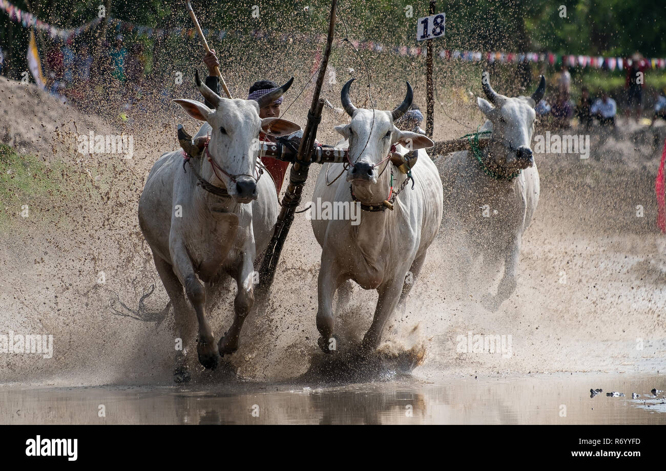 Khmer bull racing festival or cow racing festival in Chau Doc, An Giang ...