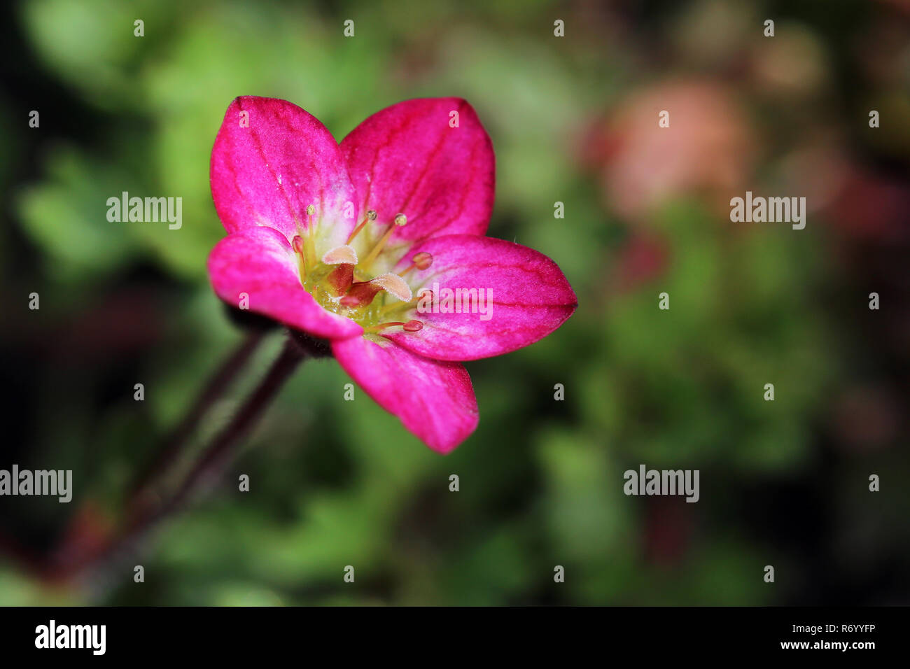 Steinbrechba te hi-res stock photography and images - Alamy