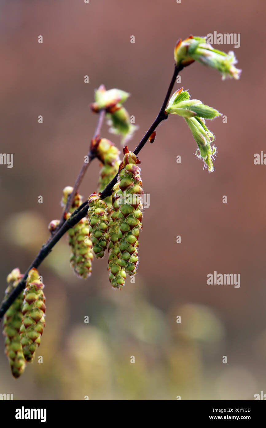 common hornbeam female catkins carpinus betulus Stock Photo - Alamy