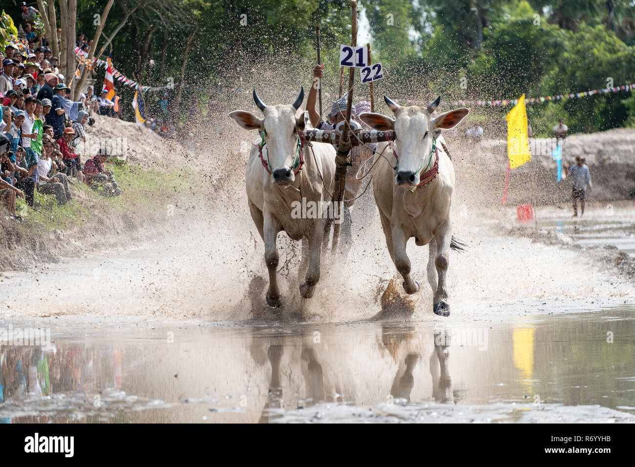 Khmer bull racing festival or cow racing festival in Chau Doc, An Giang ...