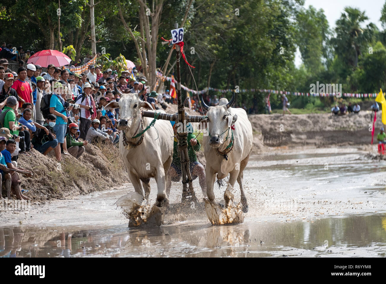 Khmer bull racing festival or cow racing festival in Chau Doc, An Giang ...