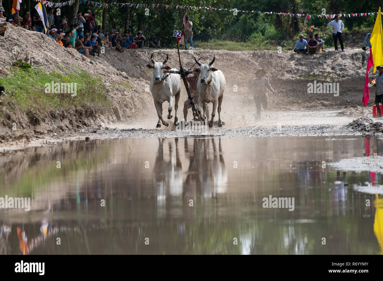 Khmer bull racing festival or cow racing festival in Chau Doc, An Giang ...