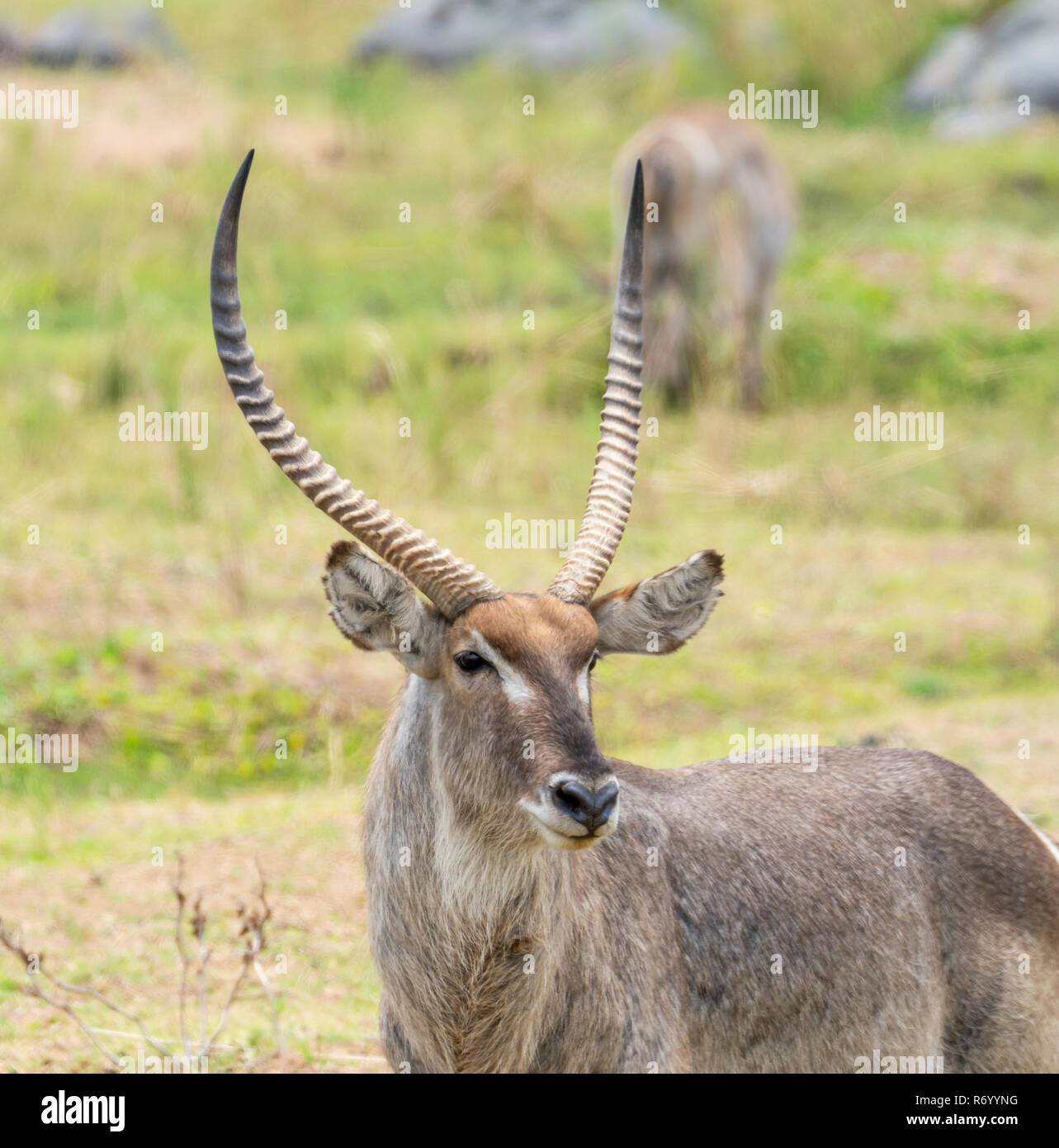 Waterbuck antelope in Southern African savanna Stock Photo - Alamy