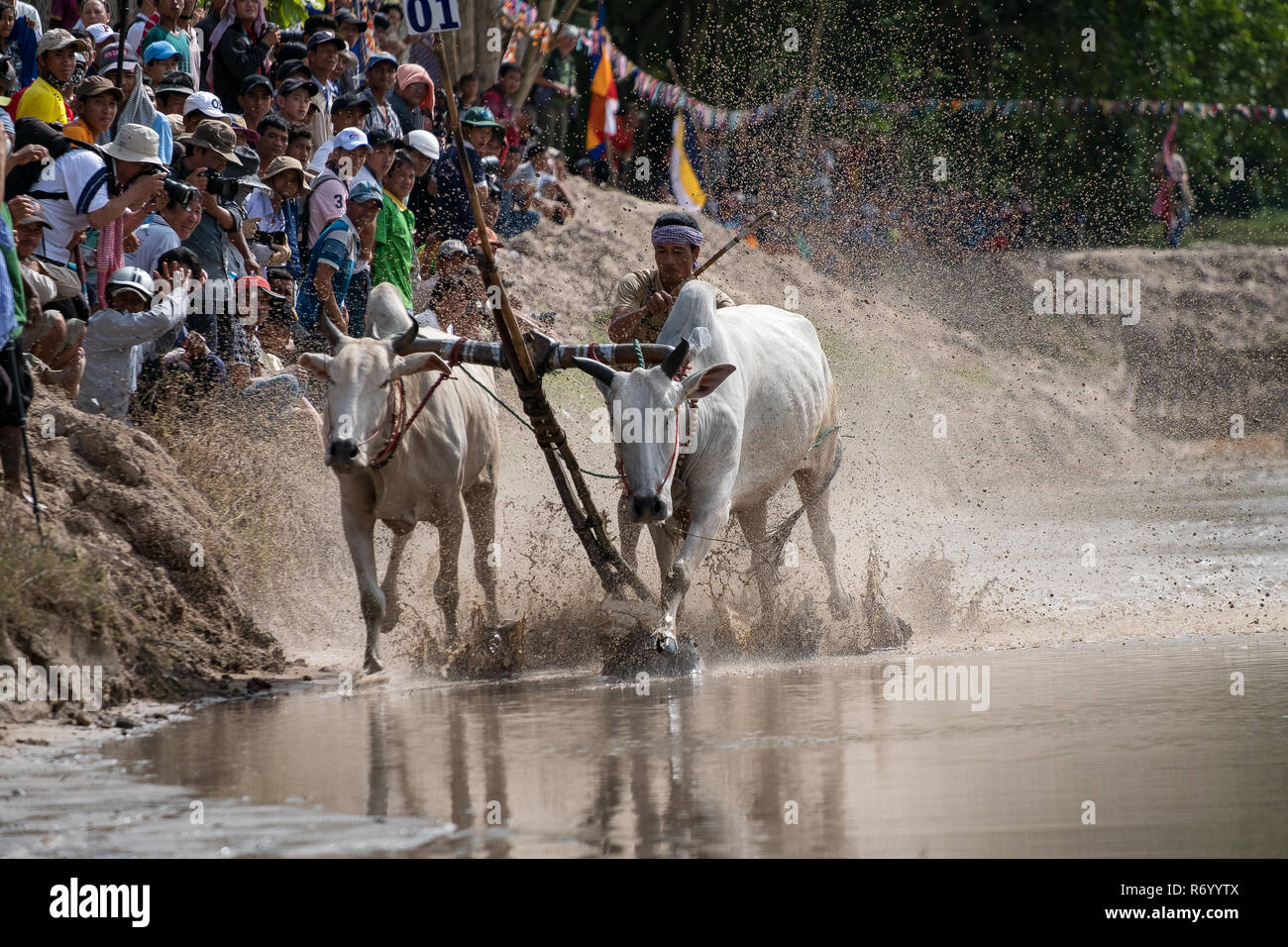 Khmer bull racing festival or cow racing festival in Chau Doc, An Giang ...
