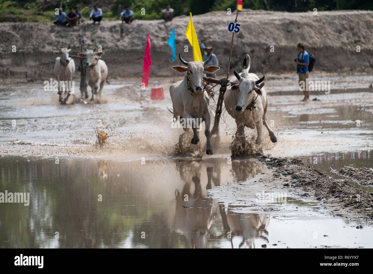 Khmer bull racing festival or cow racing festival in Chau Doc, An Giang ...