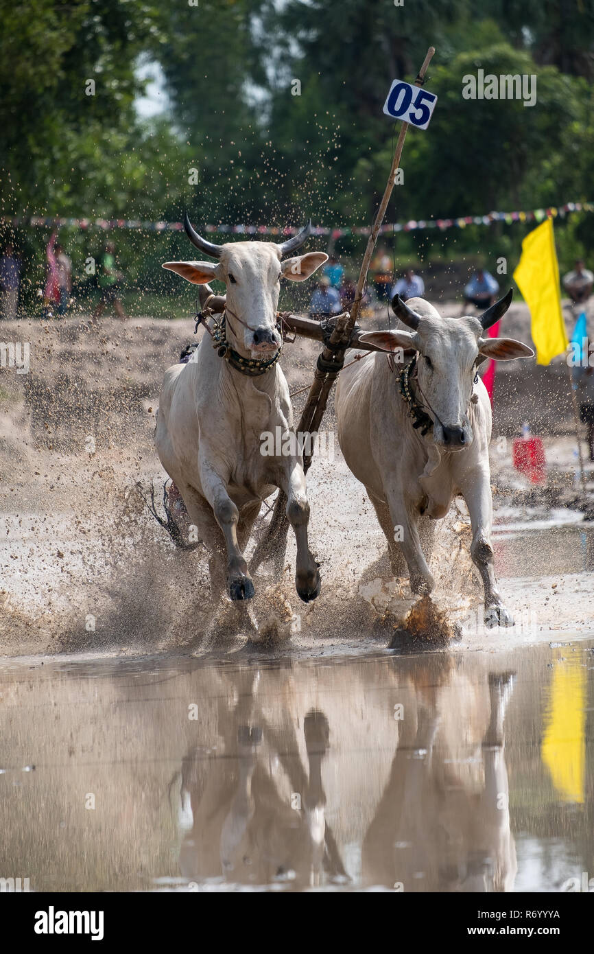 Khmer bull racing festival or cow racing festival in Chau Doc, An Giang ...