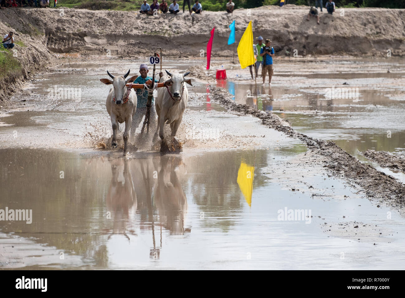 Khmer bull racing festival or cow racing festival in Chau Doc, An Giang ...