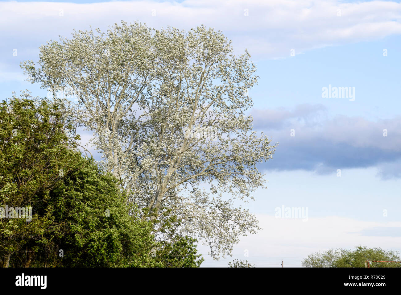 Silvery trees hi-res stock photography and images - Alamy