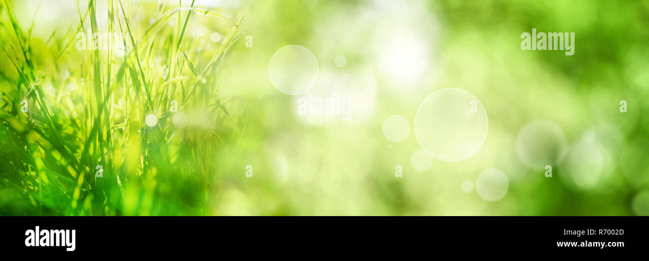 nature landscape in the summer sun Stock Photo - Alamy