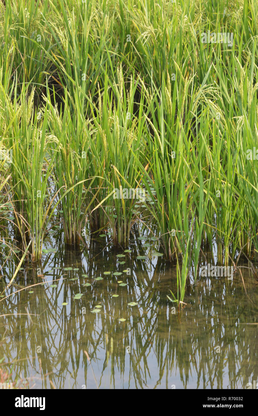Oryza sativa or Asian Rice at Mangalbari bustee, Chalsa in Jalpaiguri ...