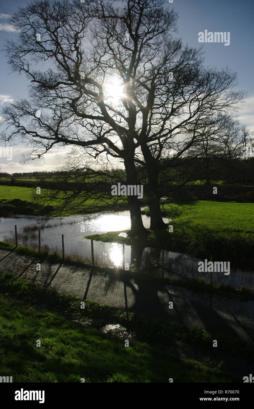 Silhouetted Winter Skeleton of an English Oak Tree (Quercus robur). By ...