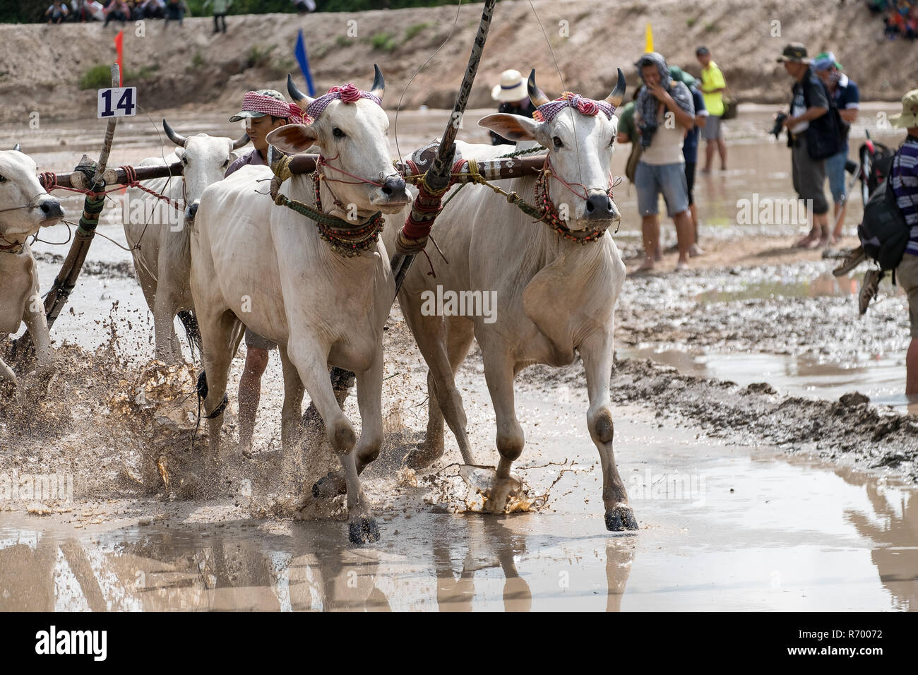 Khmer bull racing festival or cow racing festival in Chau Doc, An Giang ...