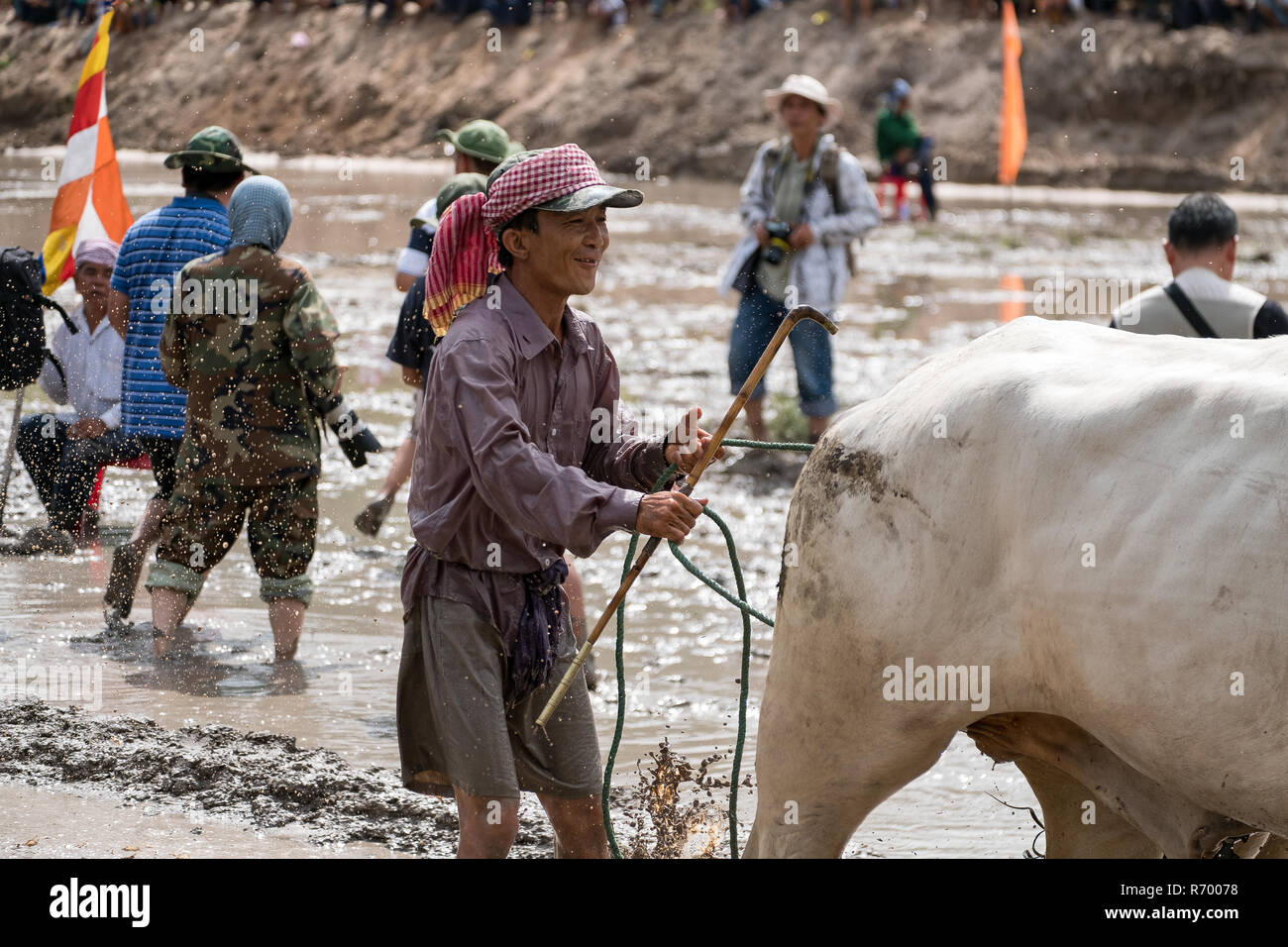 Khmer bull racing festival or cow racing festival in Chau Doc, An Giang ...