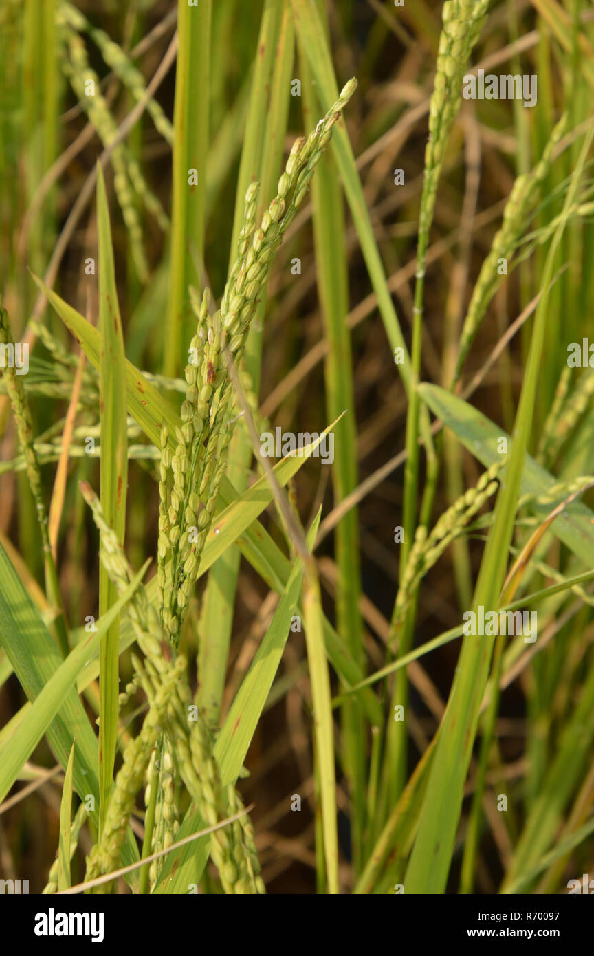 Oryza sativa or Asian Rice grains at Mangalbari bustee, Chalsa in ...