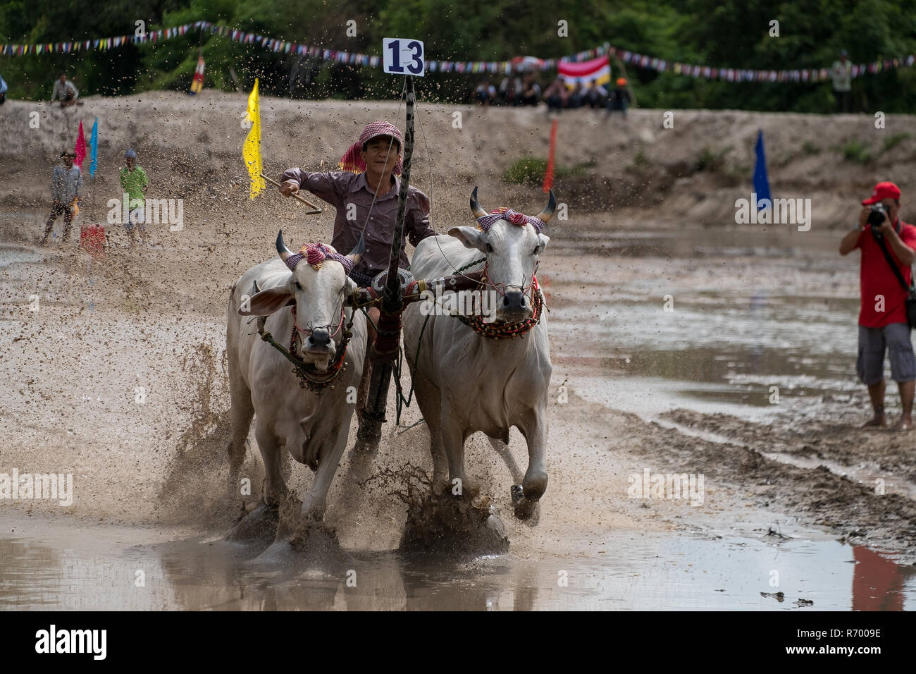 Khmer bull racing festival or cow racing festival in Chau Doc, An Giang ...