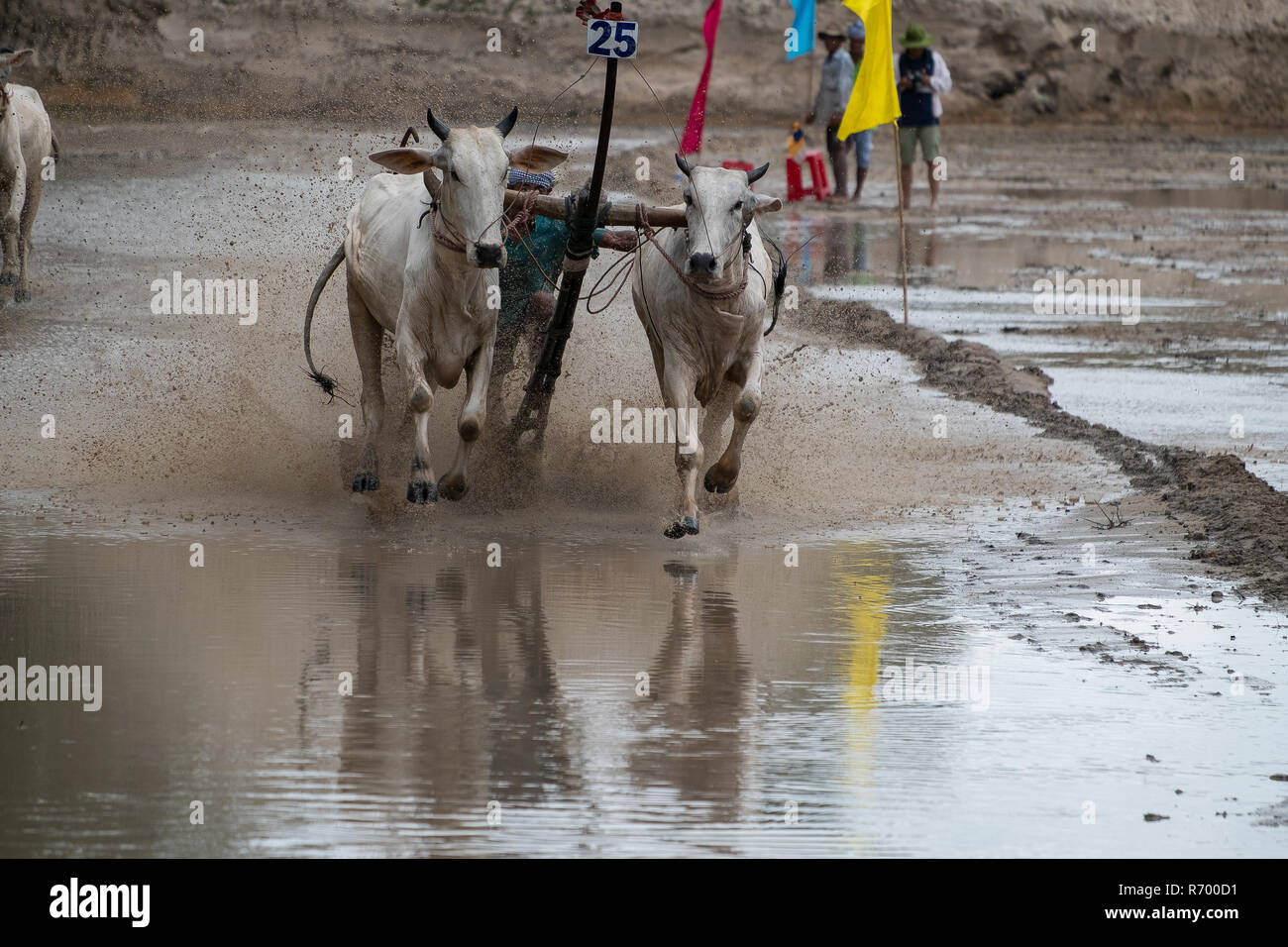 Khmer bull racing festival or cow racing festival in Chau Doc, An Giang ...