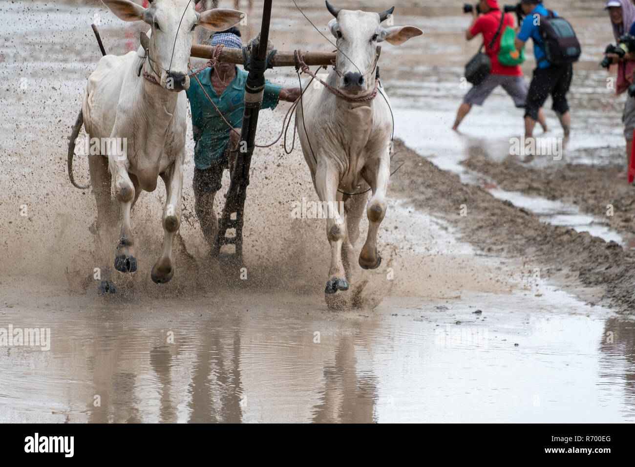Khmer bull racing festival or cow racing festival in Chau Doc, An Giang ...