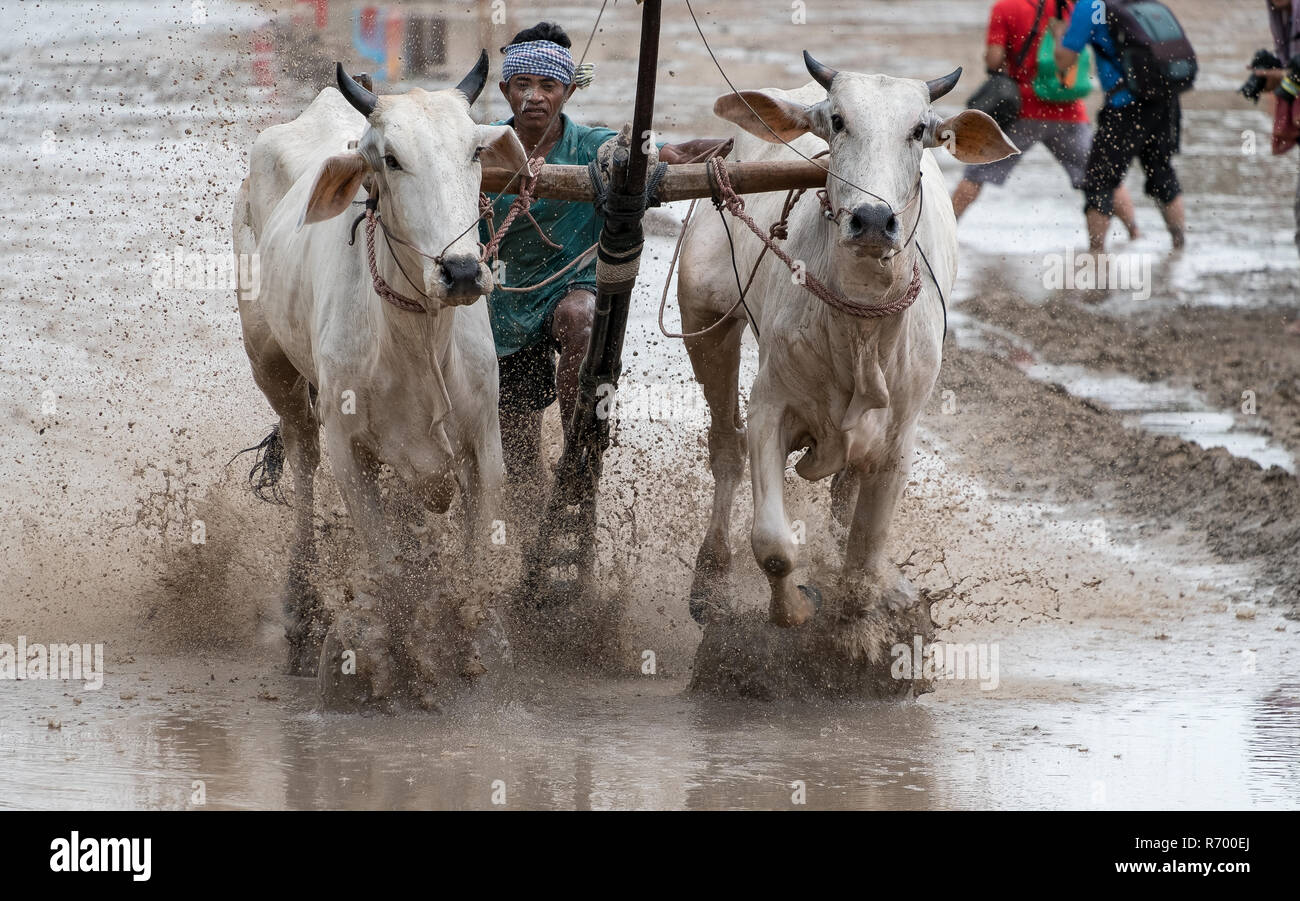 Khmer bull racing festival or cow racing festival in Chau Doc, An Giang ...