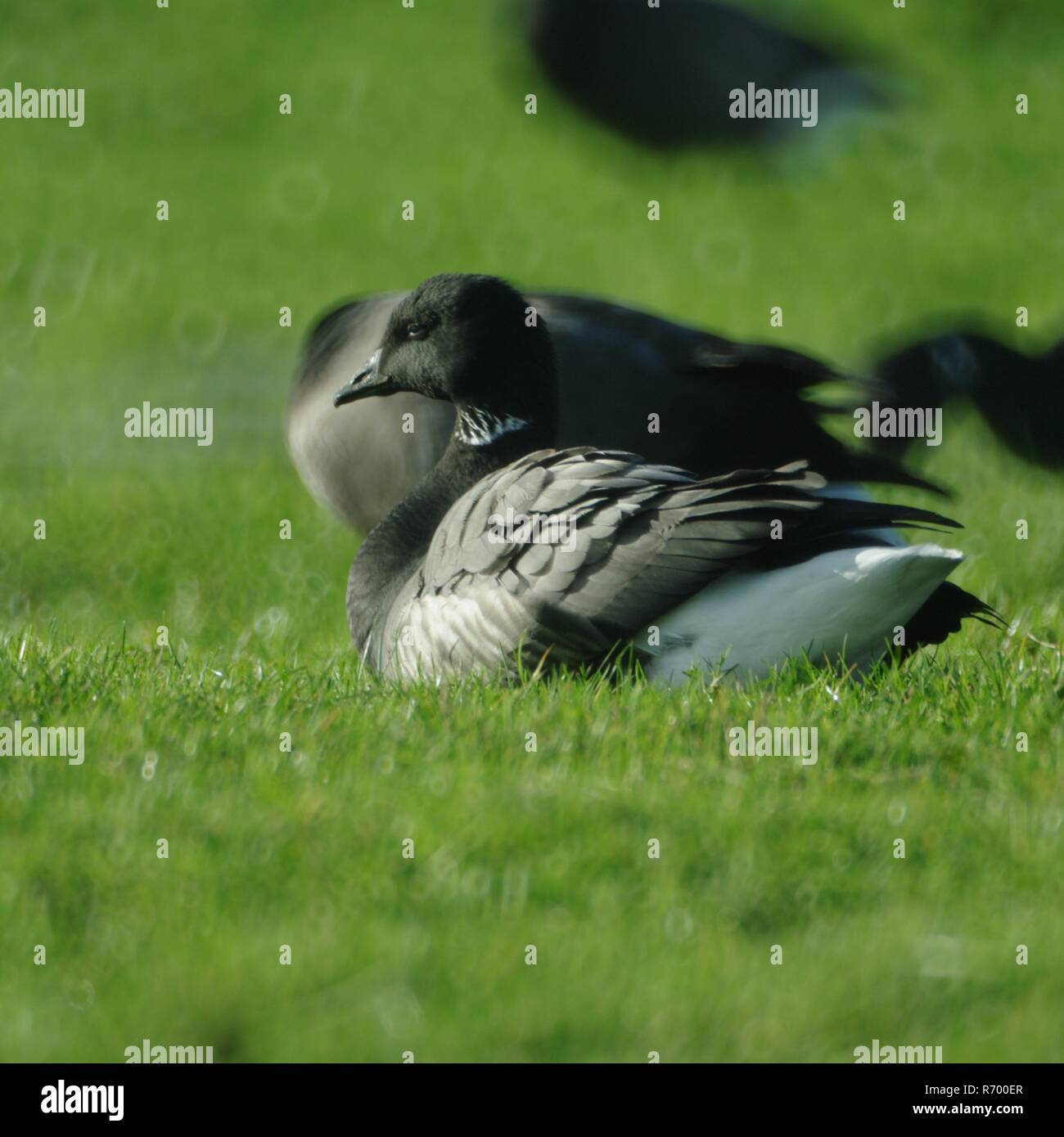 Dark Bellied Brent Goose, Winter Migrant Bird from Siberia. Grazing in Pasture Field by the Exe ...