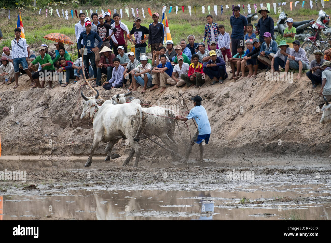 Khmer bull racing festival or cow racing festival in Chau Doc, An Giang ...