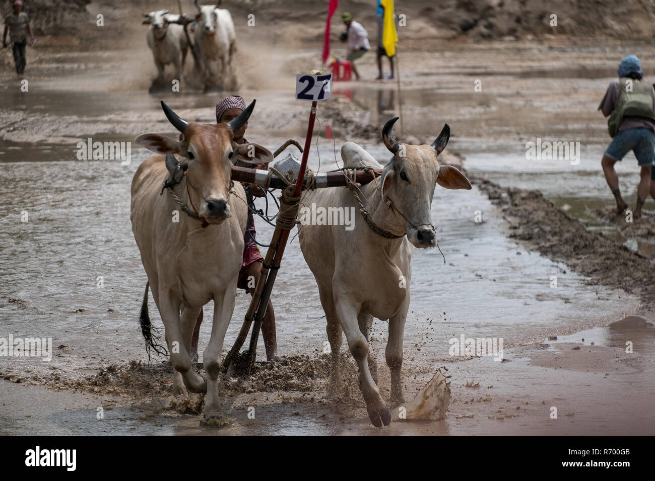 Khmer bull racing festival or cow racing festival in Chau Doc, An Giang ...