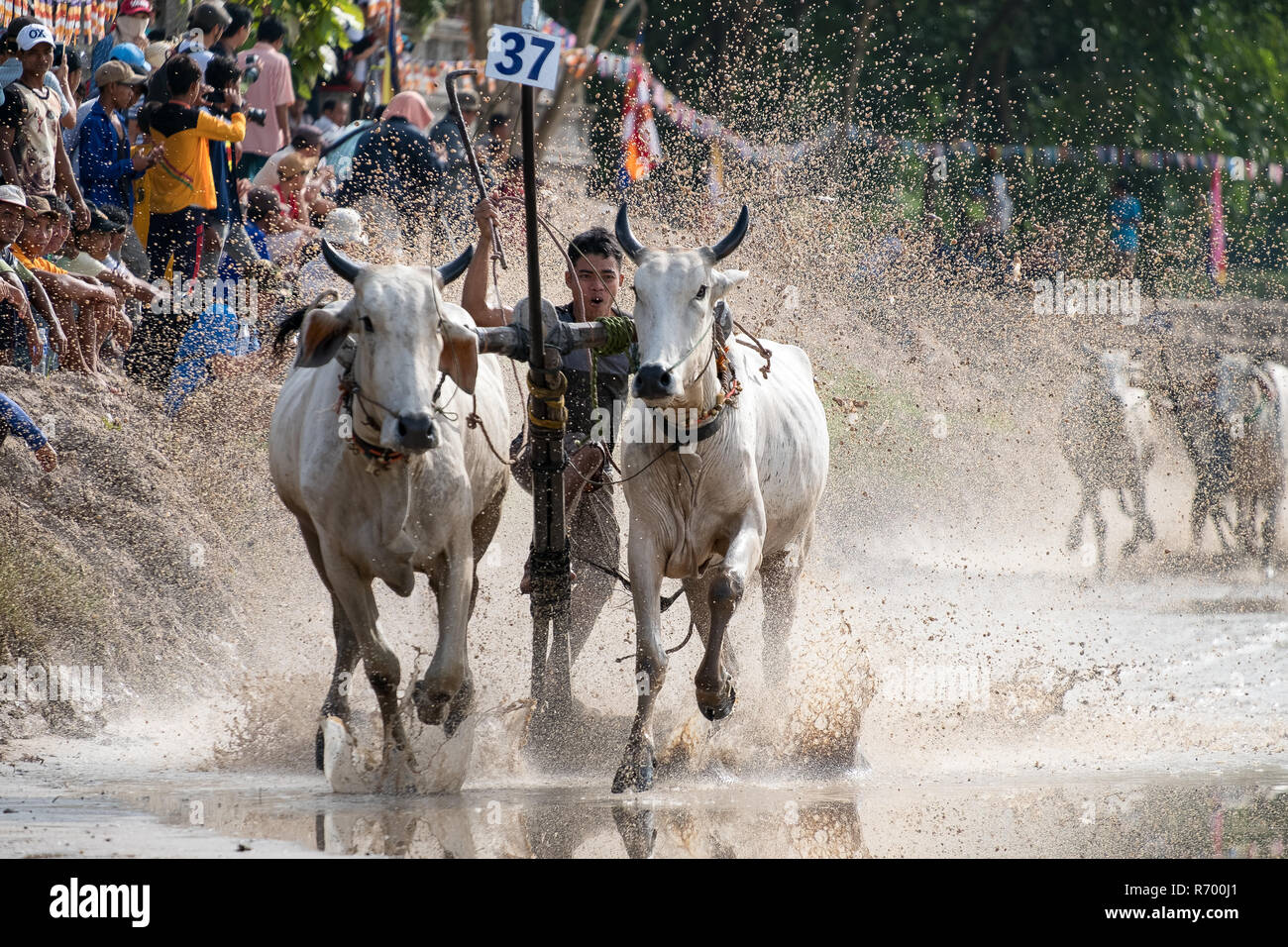 Khmer bull racing festival or cow racing festival in Chau Doc, An Giang ...