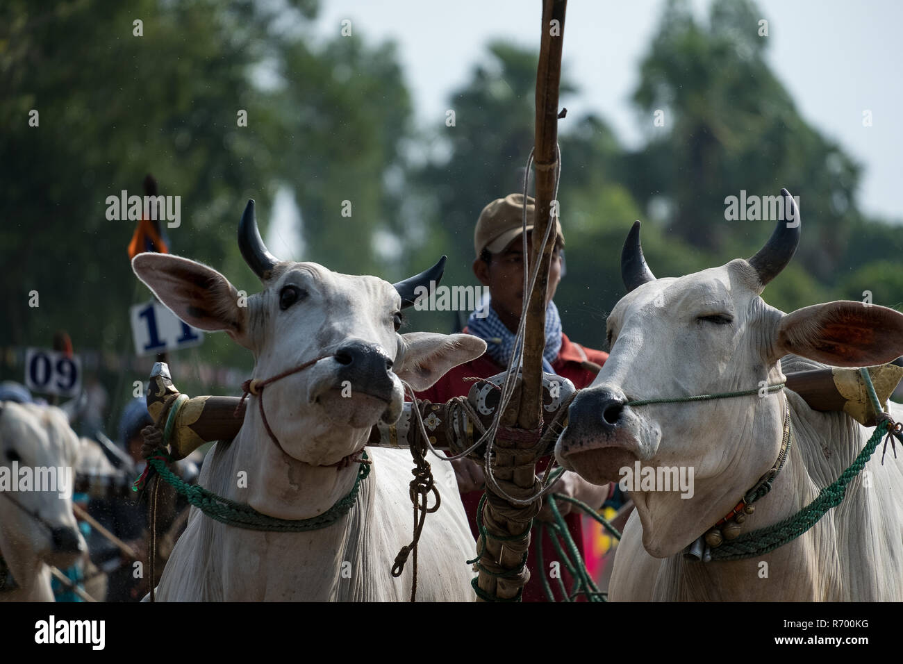 Khmer bull racing festival or cow racing festival in Chau Doc, An Giang ...
