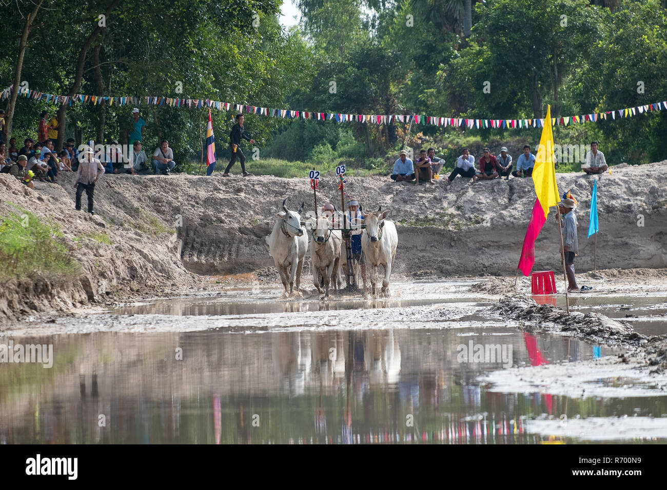 Khmer bull racing festival or cow racing festival in Chau Doc, An Giang ...
