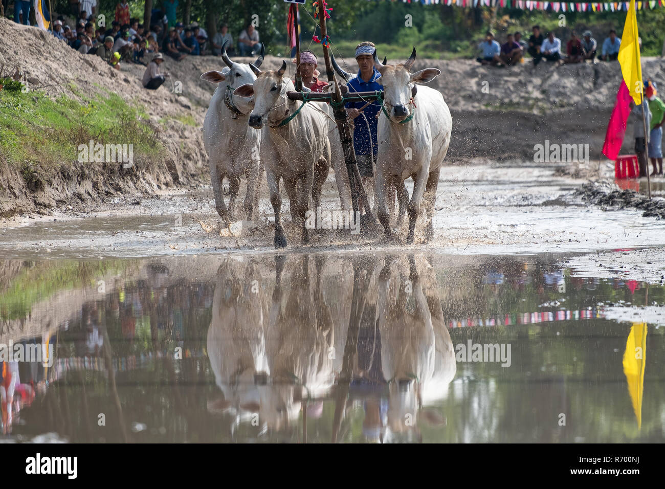 Khmer bull racing festival or cow racing festival in Chau Doc, An Giang ...