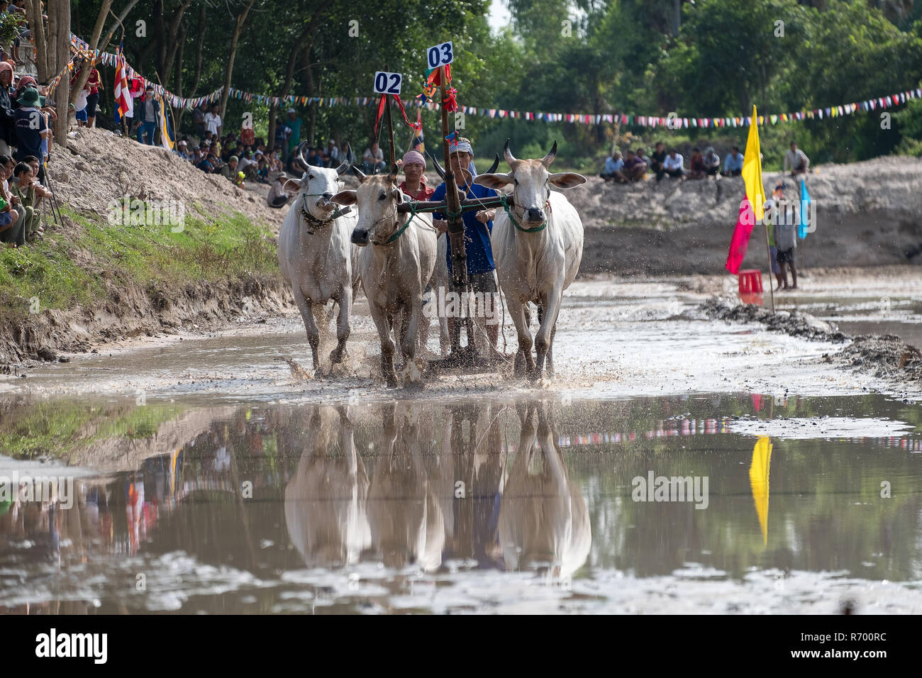 Khmer bull racing festival or cow racing festival in Chau Doc, An Giang ...