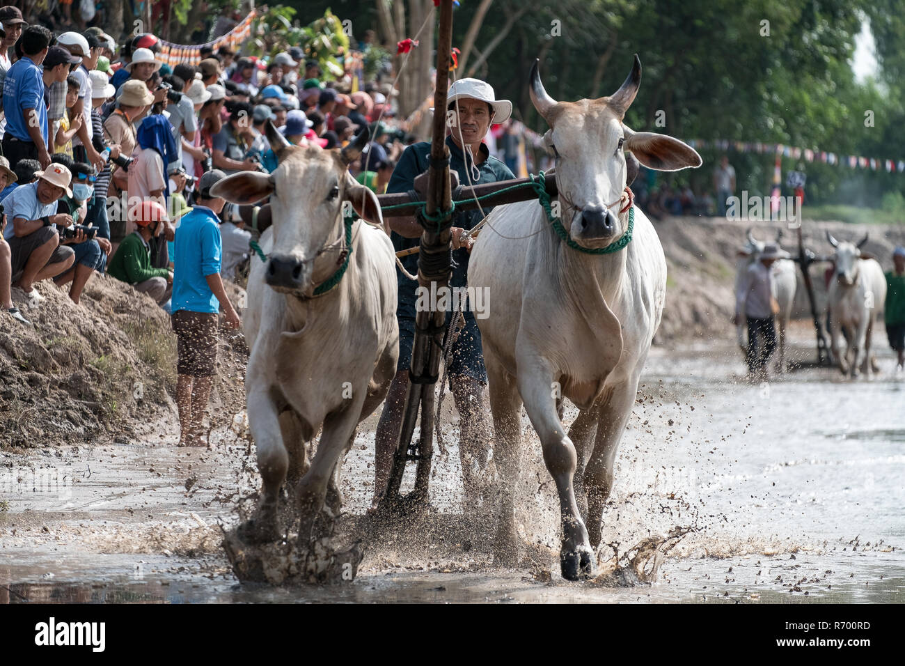 Khmer bull racing festival or cow racing festival in Chau Doc, An Giang ...