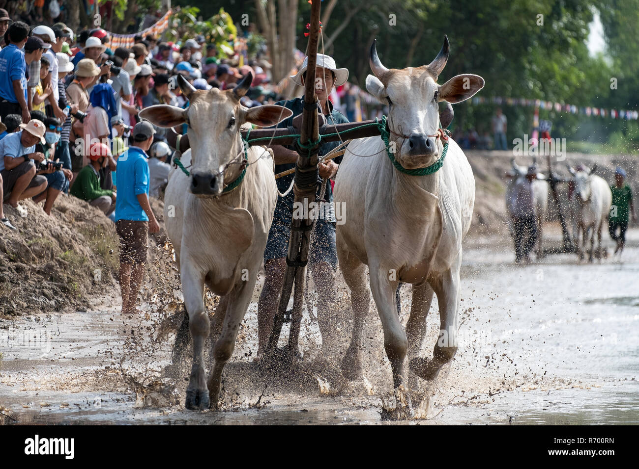 Khmer bull racing festival or cow racing festival in Chau Doc, An Giang ...