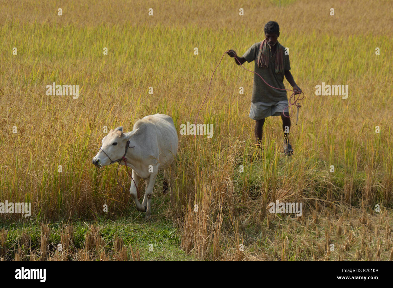 Villager leading his cow through paddy at Mangalbari bustee, Chalsa in ...