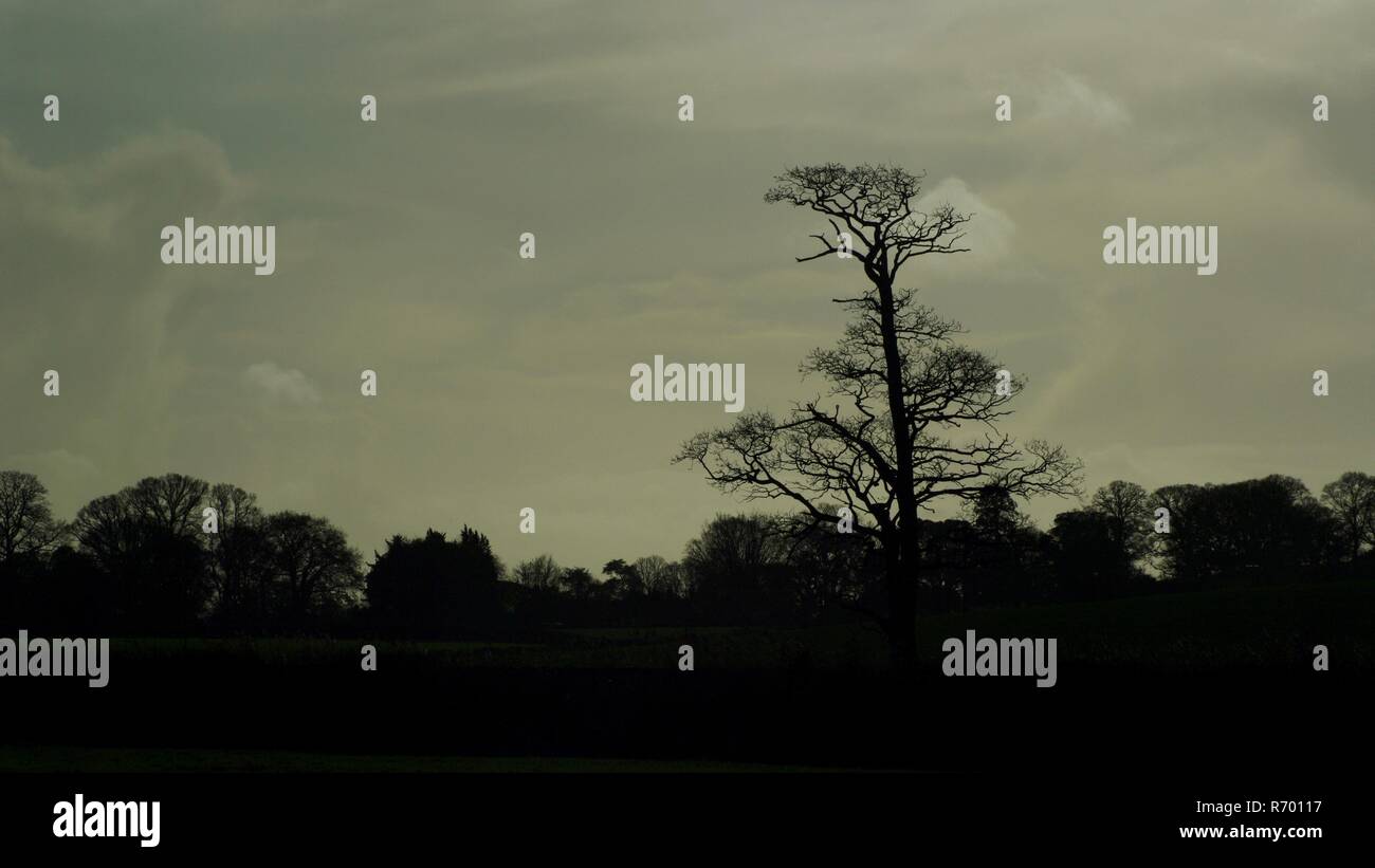 Silhouetted Winter Skeleton of an English Oak Tree (Quercus robur ...