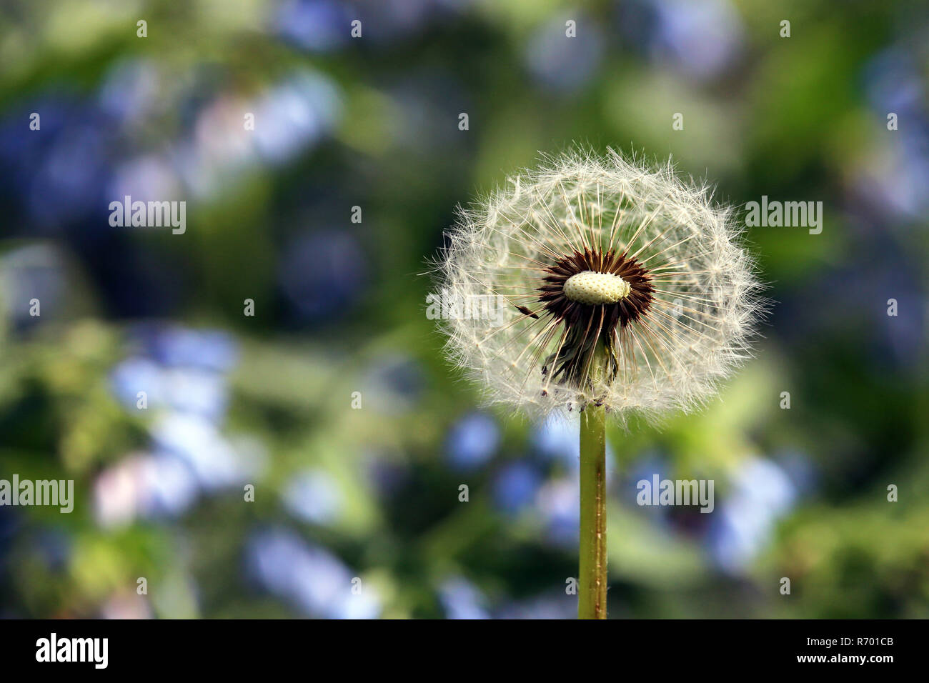 dandelion taraxacum officinale dandelion Stock Photo - Alamy