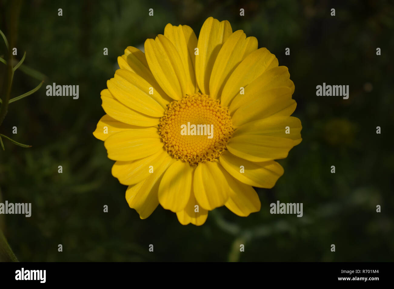 Golden daisy flower hi-res stock photography and images - Alamy