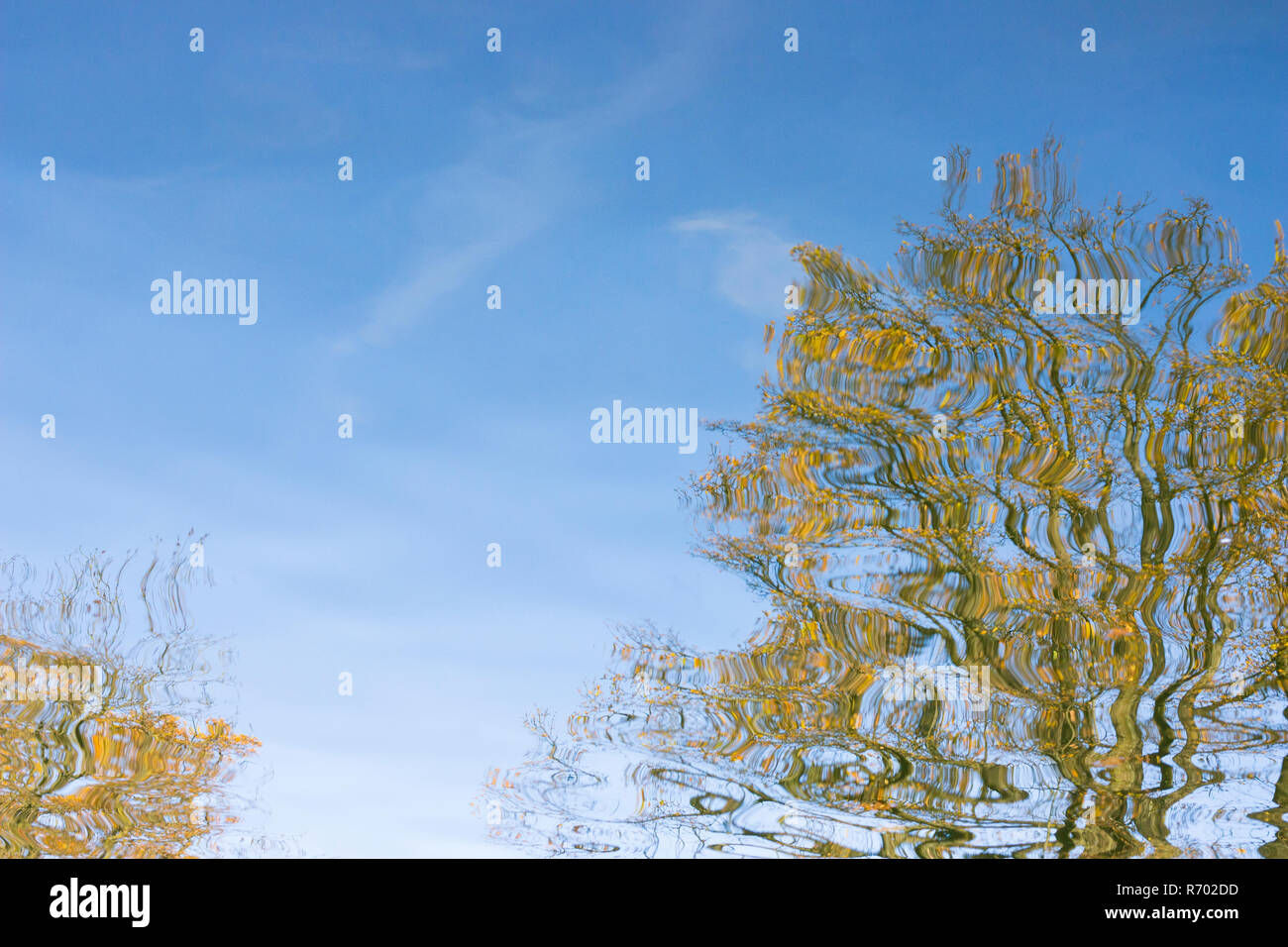 Tree reflection in a pond Stock Photo - Alamy