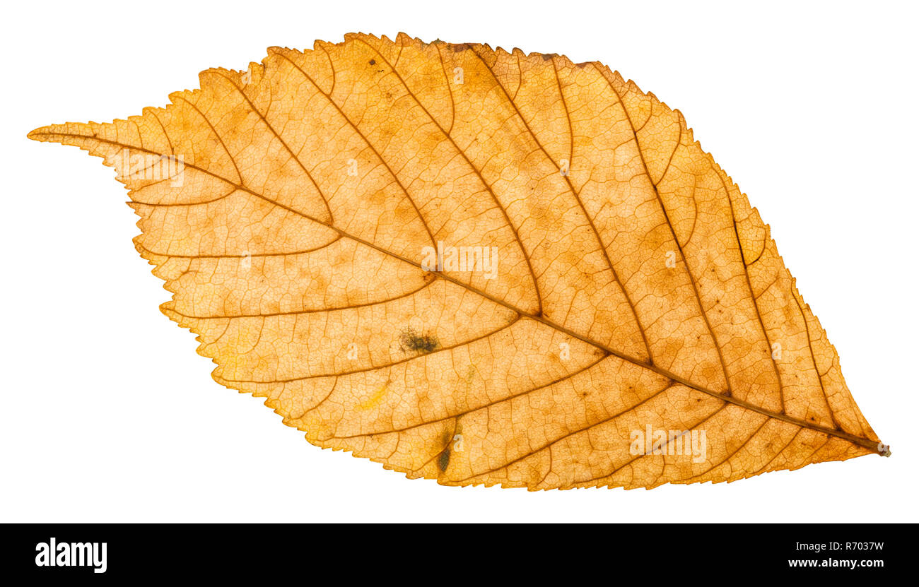 back side of yellow autumn leaf of parthenocissus Stock Photo - Alamy
